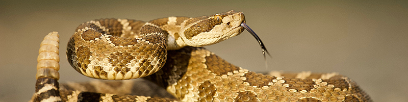 EB Medicine - Interactive Pathways