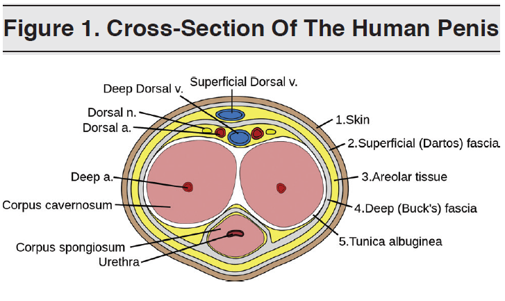 Tables And Figures | Priapism