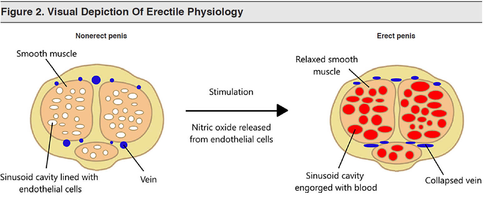 Figure 1 Mechanism Of Penile Erection Nervous Pathways