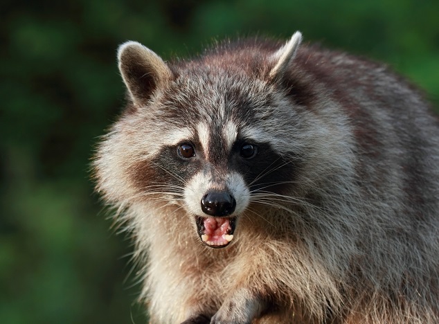 Rabies Exposure: Urgent Care Management