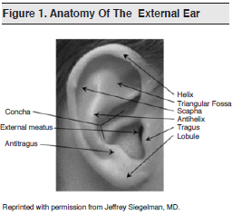 Anatomy Of The Ear
