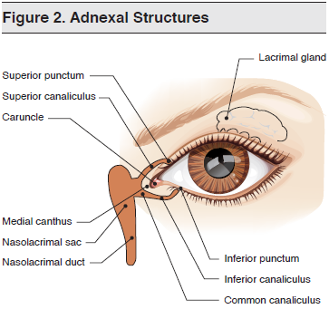 Click Here For An Updated Issue On Ocular Injuries